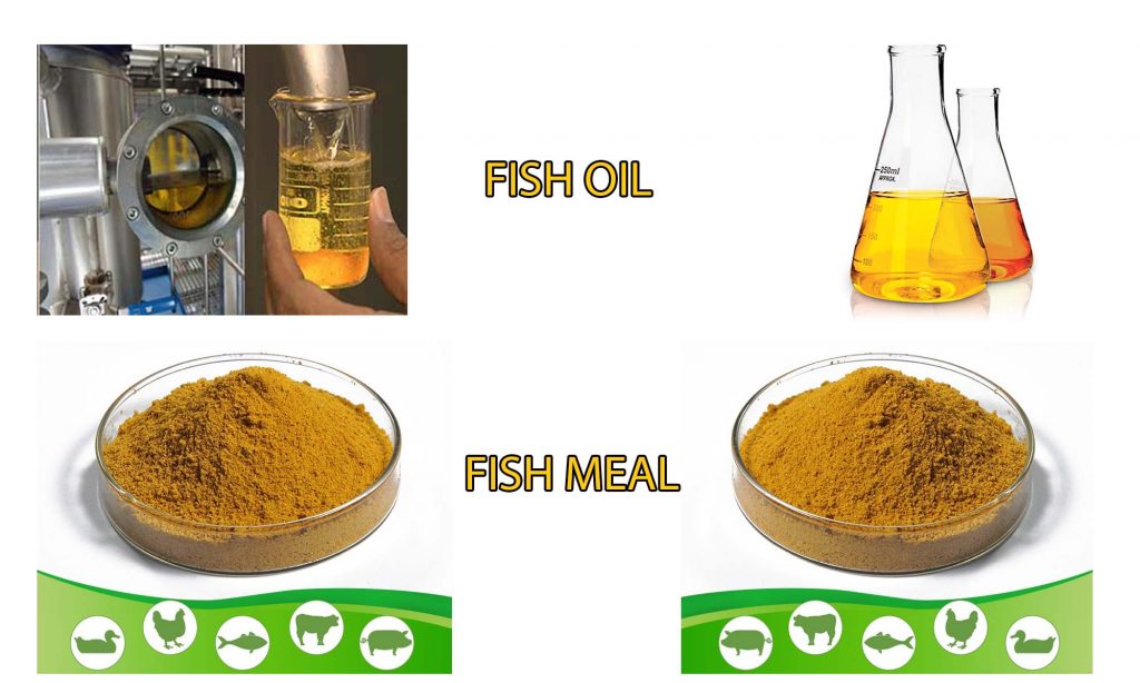 OUR PRODUCTS – DHOFAR FISHERIES AND FOOD co S.A.O.G